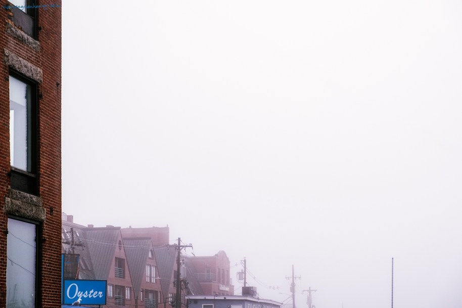oyster (with seagull) | One Day | One Image